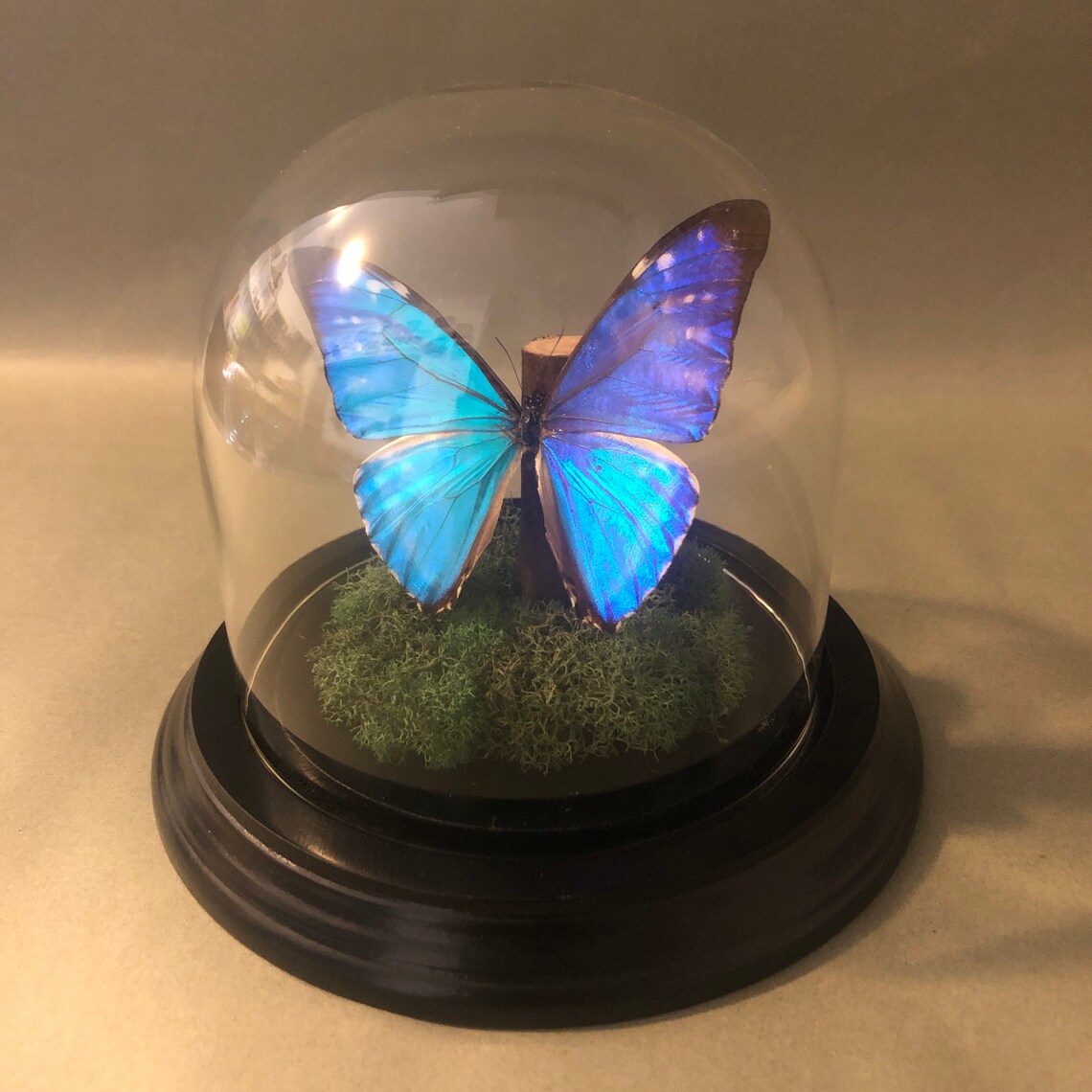 Real Blue Morpho Butterfly in Glass Dome - Etsy