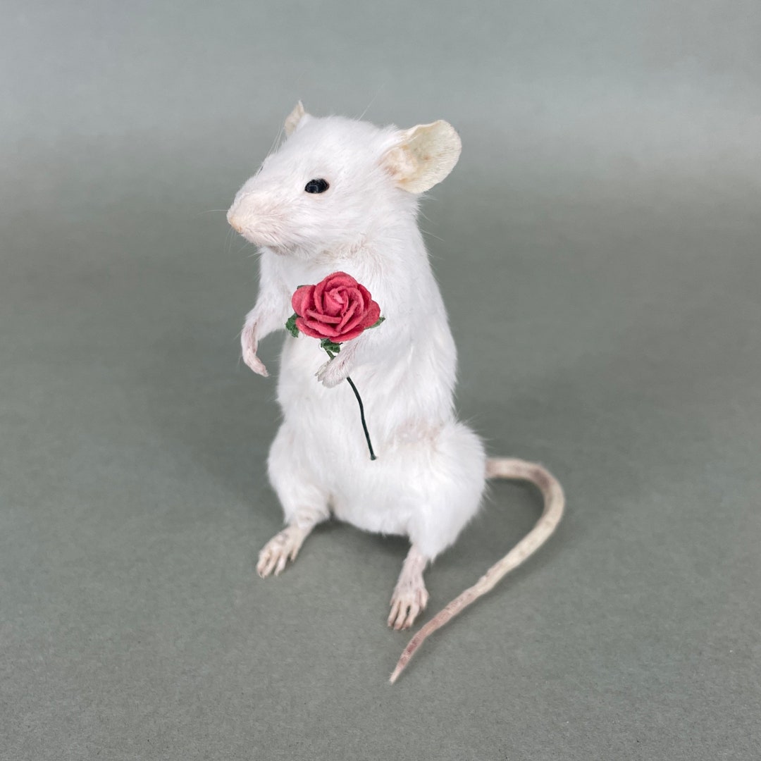Taxidermy Mouse With Rose - Etsy