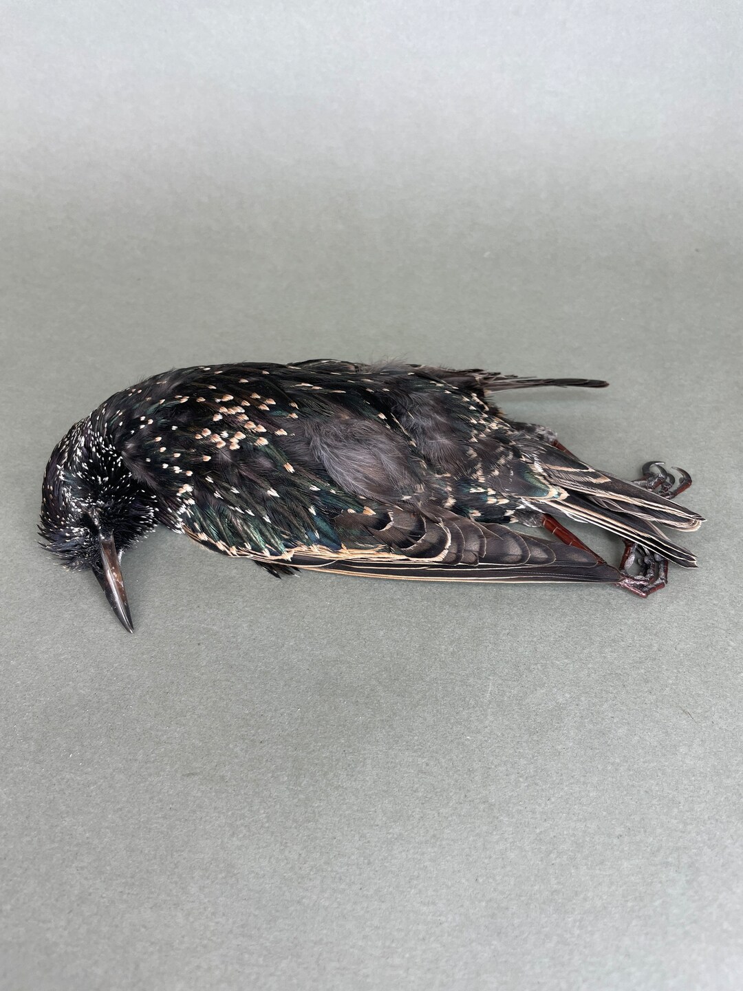Taxidermy Starling Dead Mount Bird Prop - Etsy