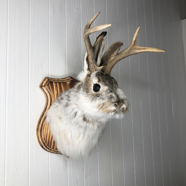 Taxidermy Jackalope on Traditional Wood Plaque | Etsy