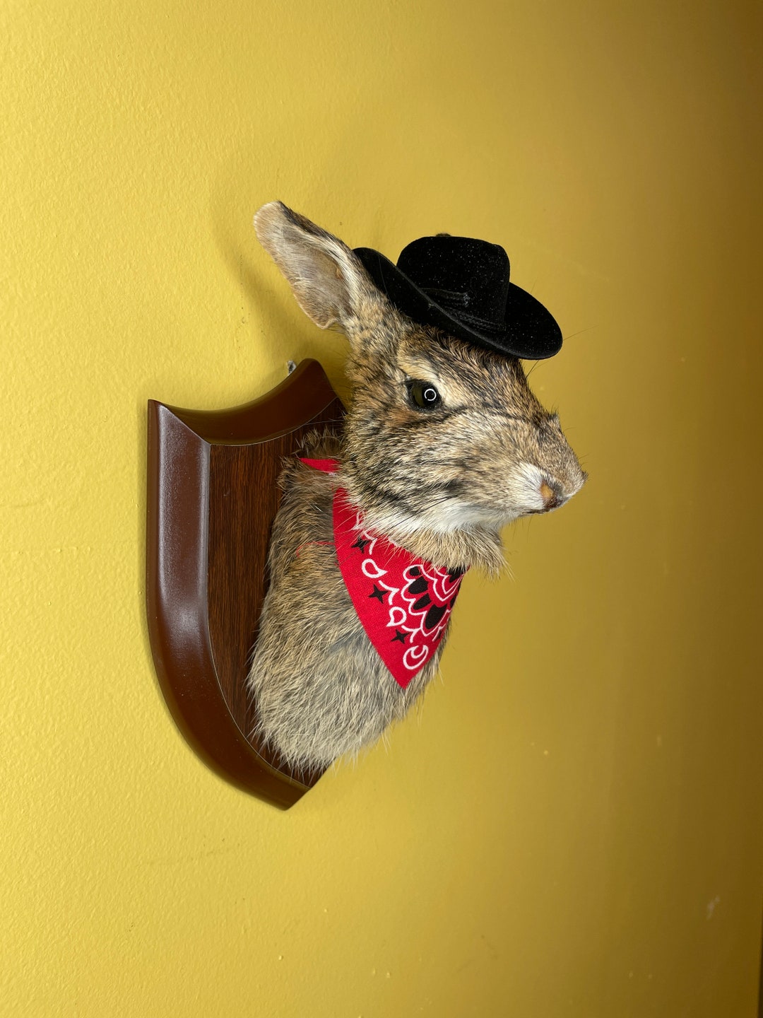 Taxidermy Cowboy Rabbit Wall Mount Cottontail Shoulder Mount Country ...