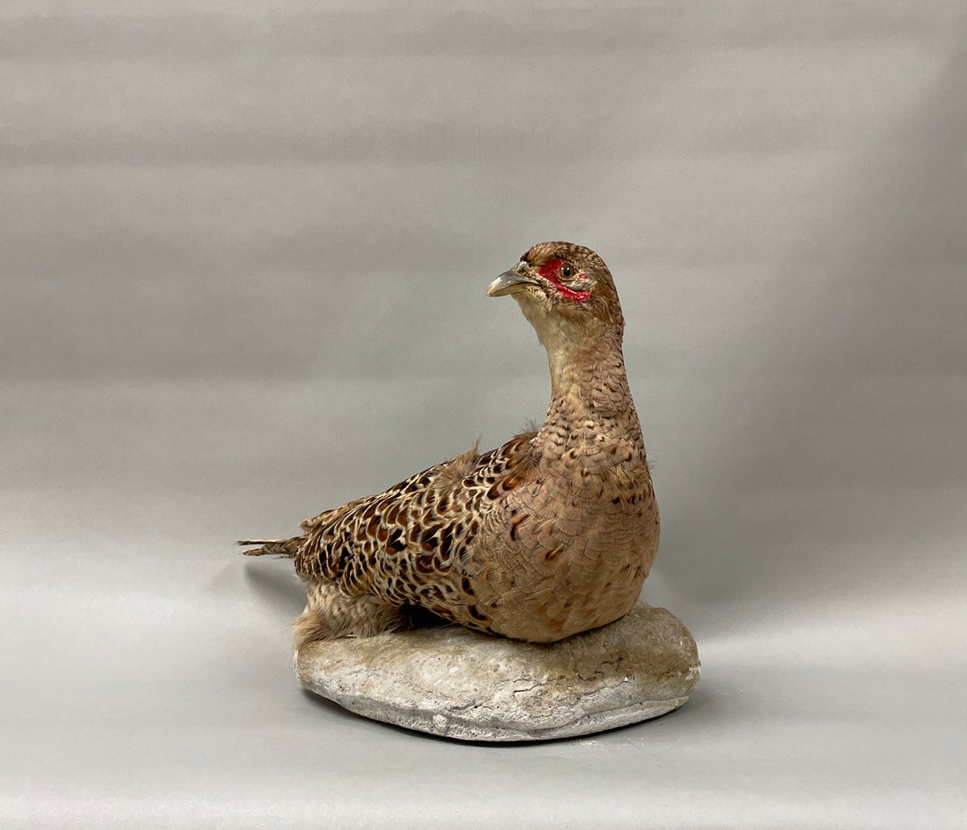 Taxidermy Female Pheasant Laying Down on Wood Base Bird Taxidermy - Etsy