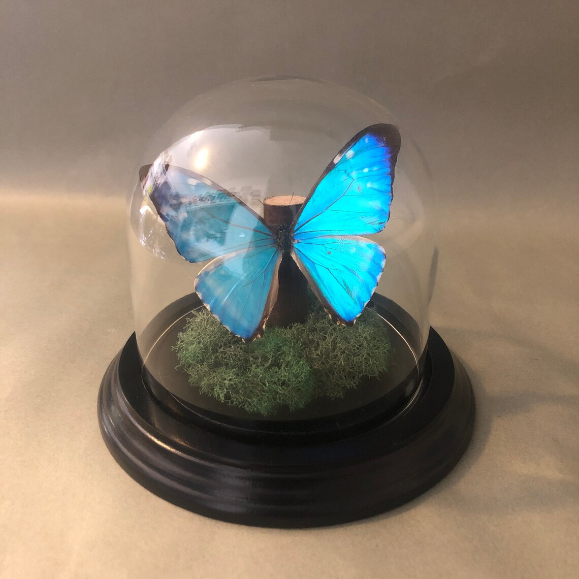 Real Blue Morpho Butterfly in Glass Dome - Etsy