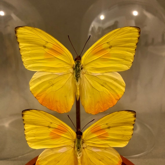 Real Yellow Butterfly