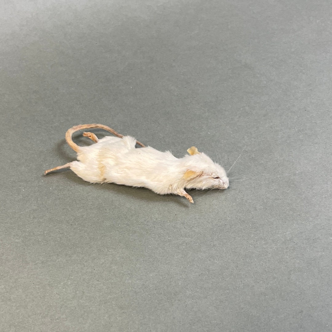 Taxidermy Mouse in Dead Pose Mount Film Prop - Etsy
