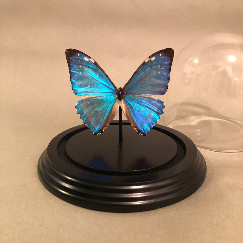 Real Blue Morpho Butterfly Taxidermy in Glass Dome | Etsy