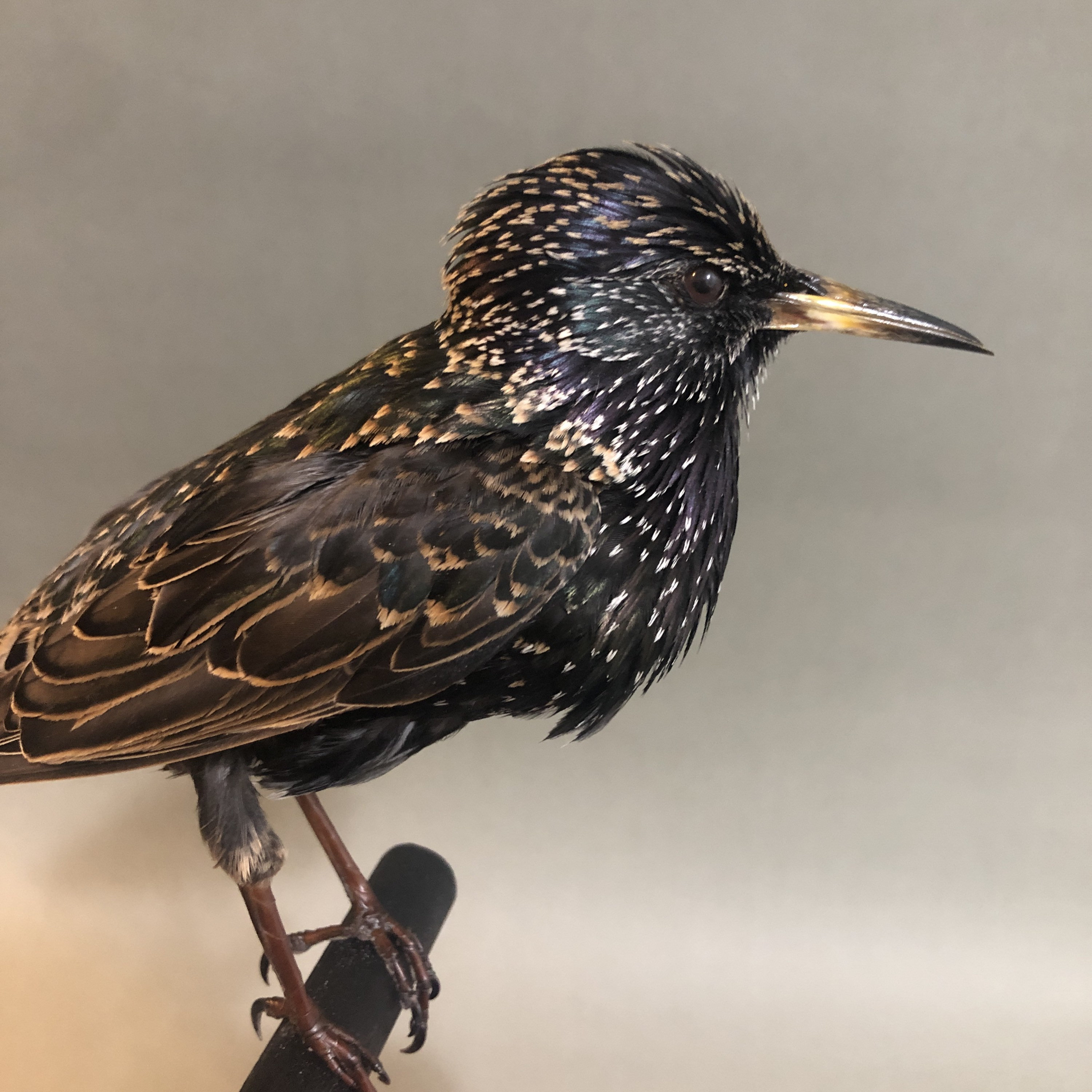 European Starling Bird