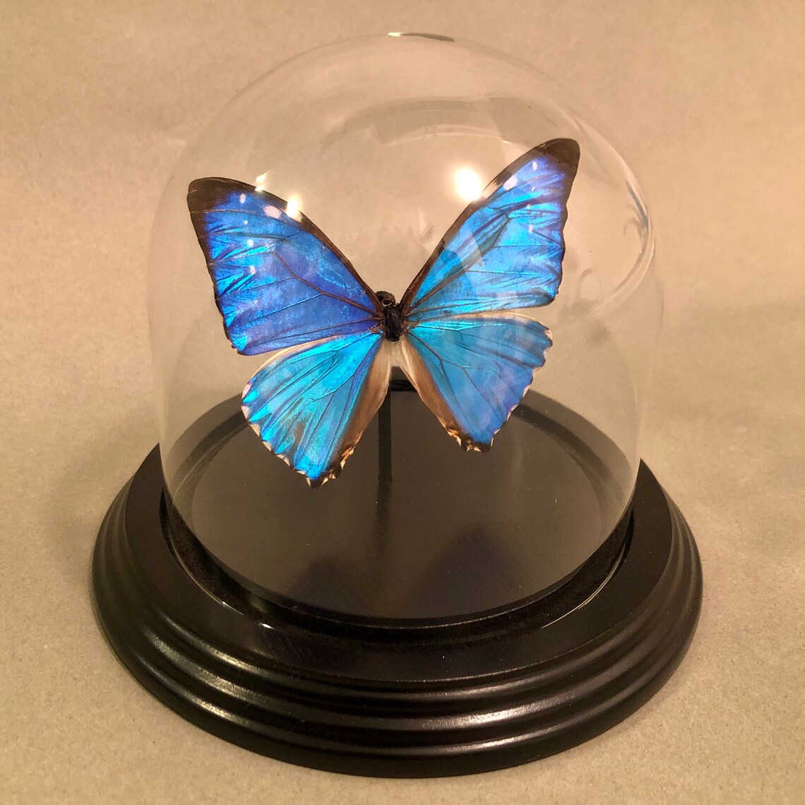 Real Blue Morpho Butterfly Taxidermy in Glass Dome | Etsy