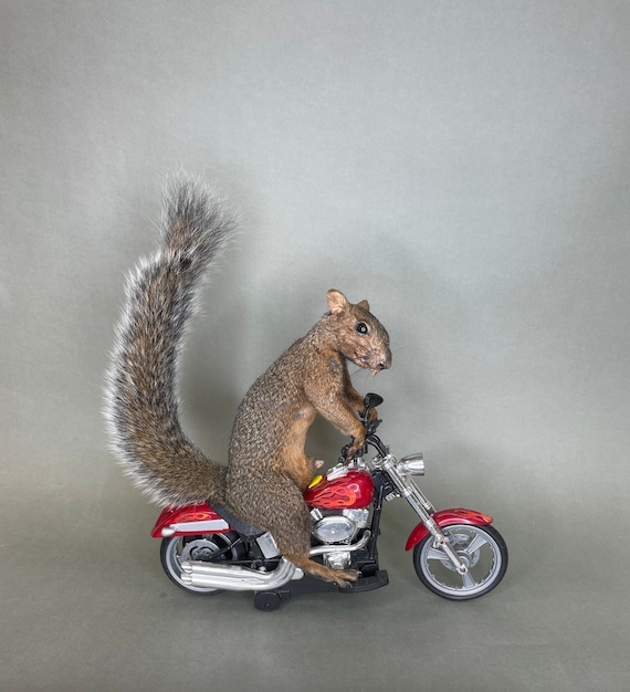 Taxidermy Squirrel Riding Motorcycle Harley Davidson - Etsy
