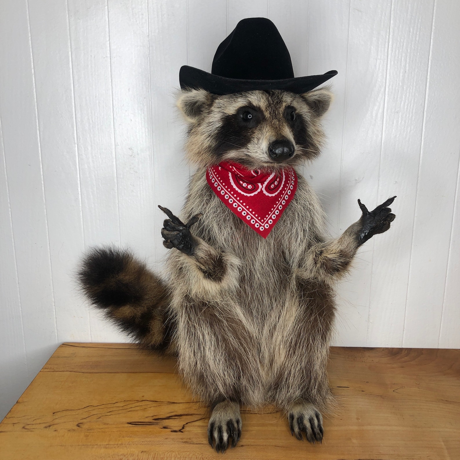 Taxidermy Raccoon Cowboy Finger Guns Outlaw - Etsy