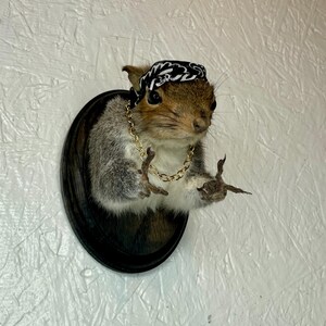 Tupac Inspired Taxidermy Squirrel Finger Guns Gold Chain Rapper Thug ...