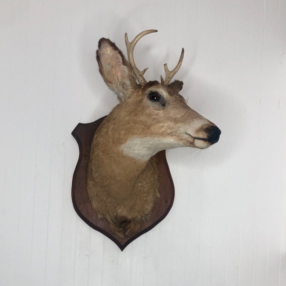 Deer Taxidermy Gone Wrong