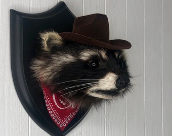 Racoon Cowboy Taxidermy - Etsy