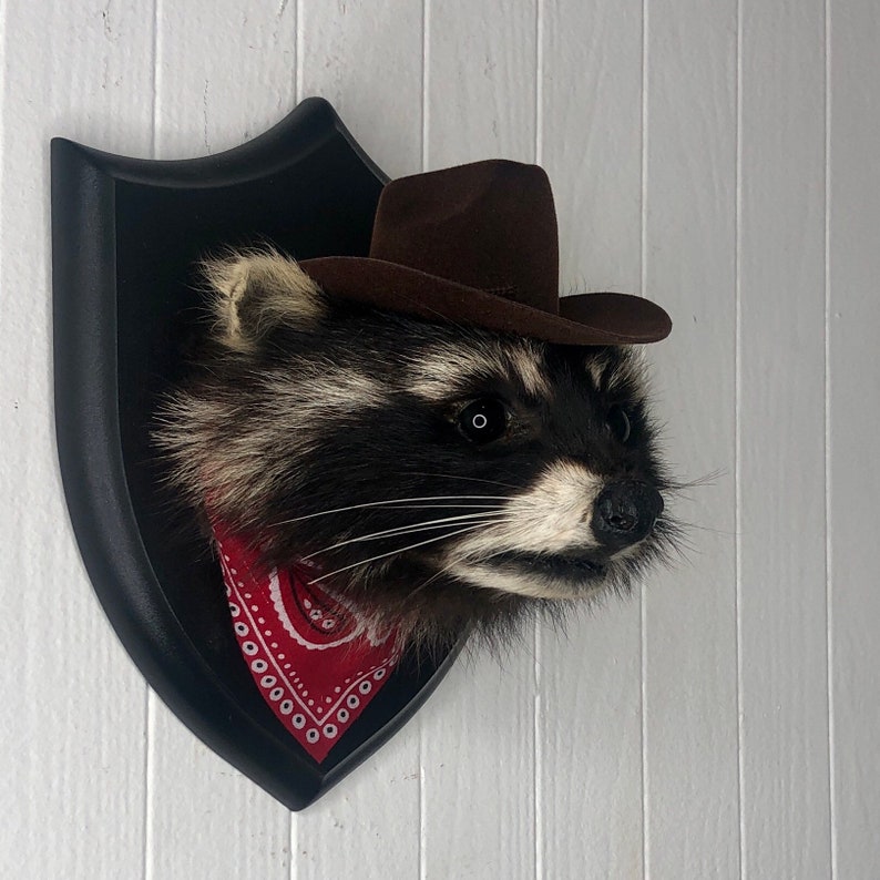 Taxidermy Cowboy Raccoon Outlaw Western Rodeo - Etsy