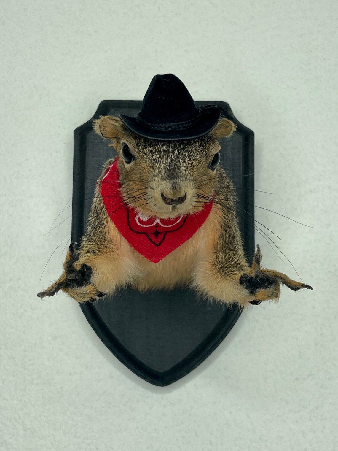 Cowboy Bandit Taxidermy Squirrel Western Country Finger Guns - Etsy