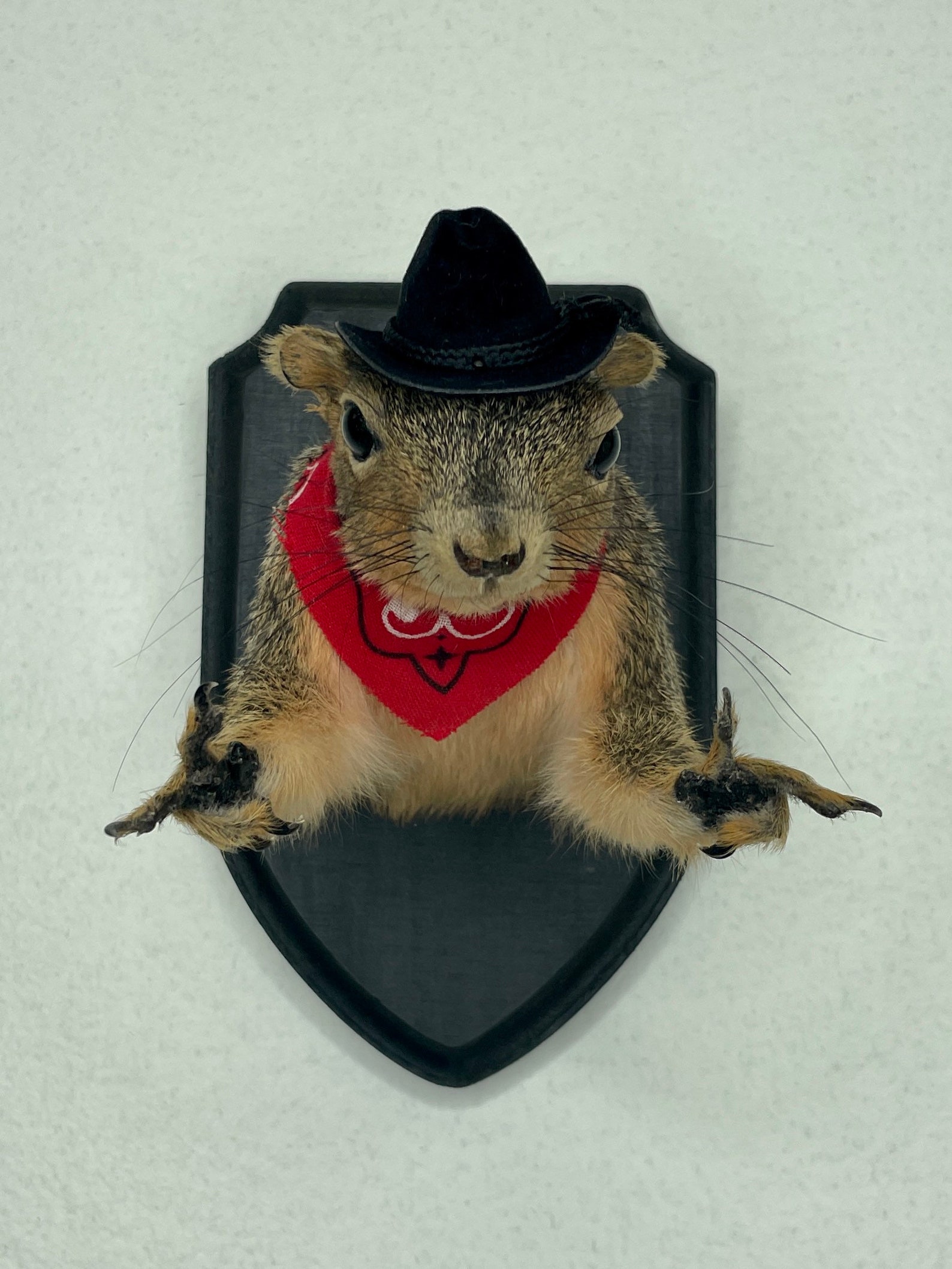 Cowboy Bandit Taxidermy Squirrel Western Country Finger Guns - Etsy