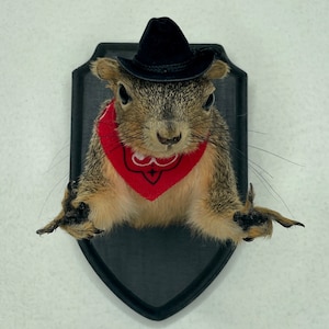 Cowboy Bandit Taxidermy Squirrel Western Country Finger Guns - Etsy
