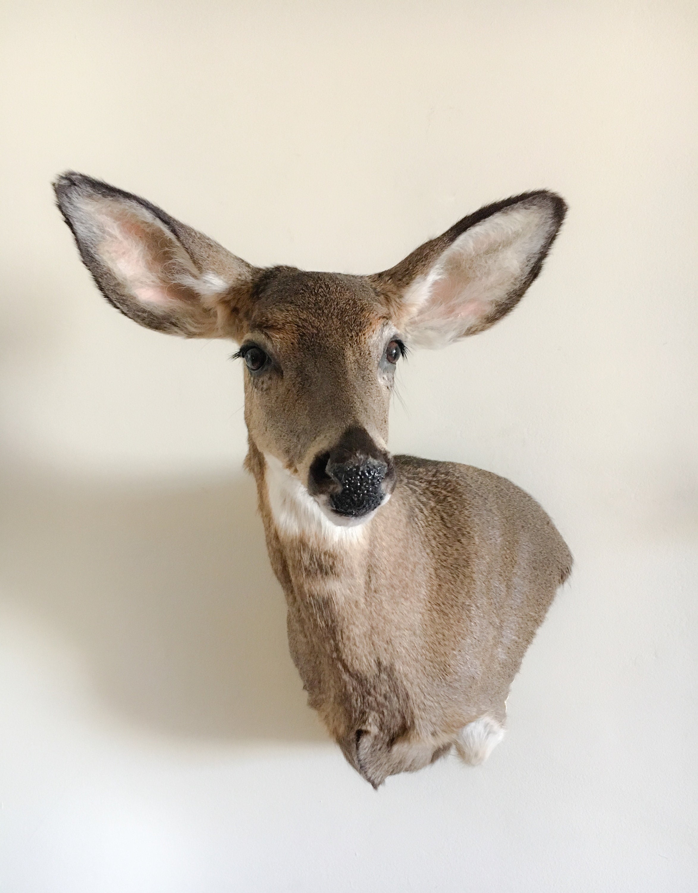 Taxidermy Doe Yearling Deer with Walnut Pedestal Stand | Etsy