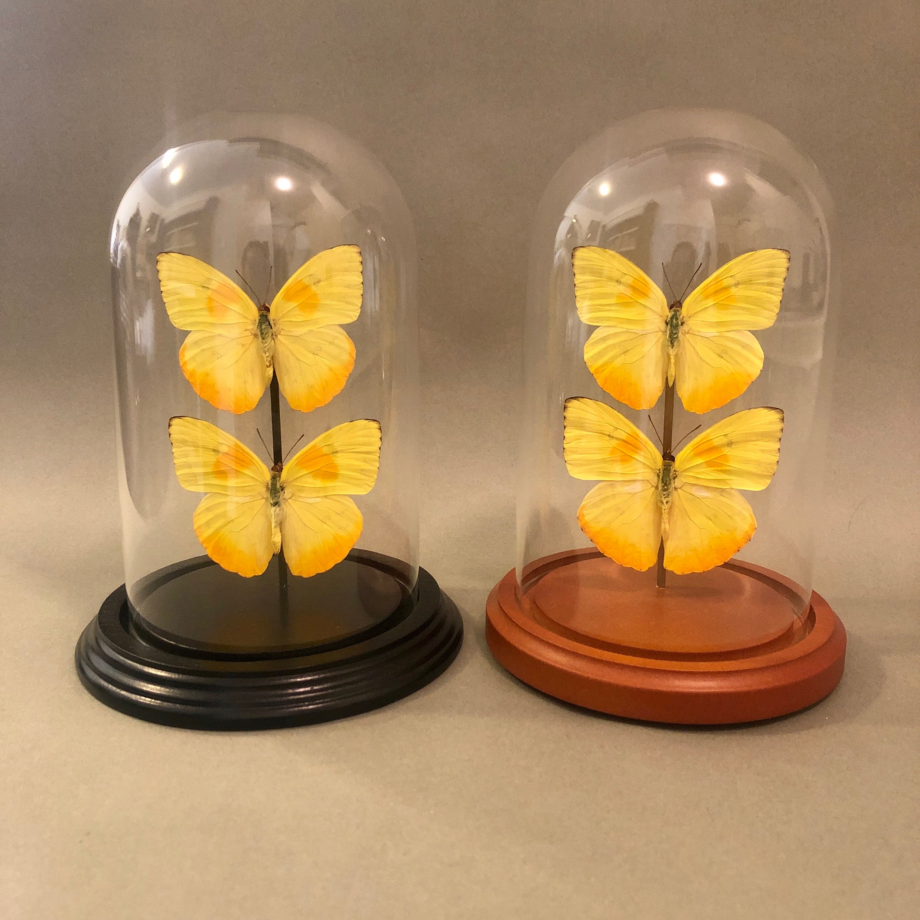 Real Yellow Butterflies