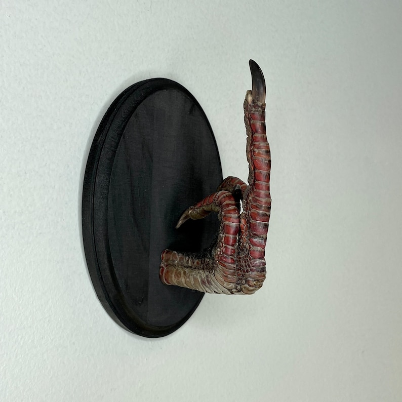 XL Taxidermy Middle Finger THE BIRD Turkey Black Wood Wall Plaque - Etsy