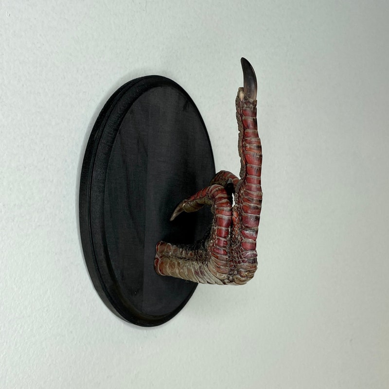 Black Bird Specimen - Etsy