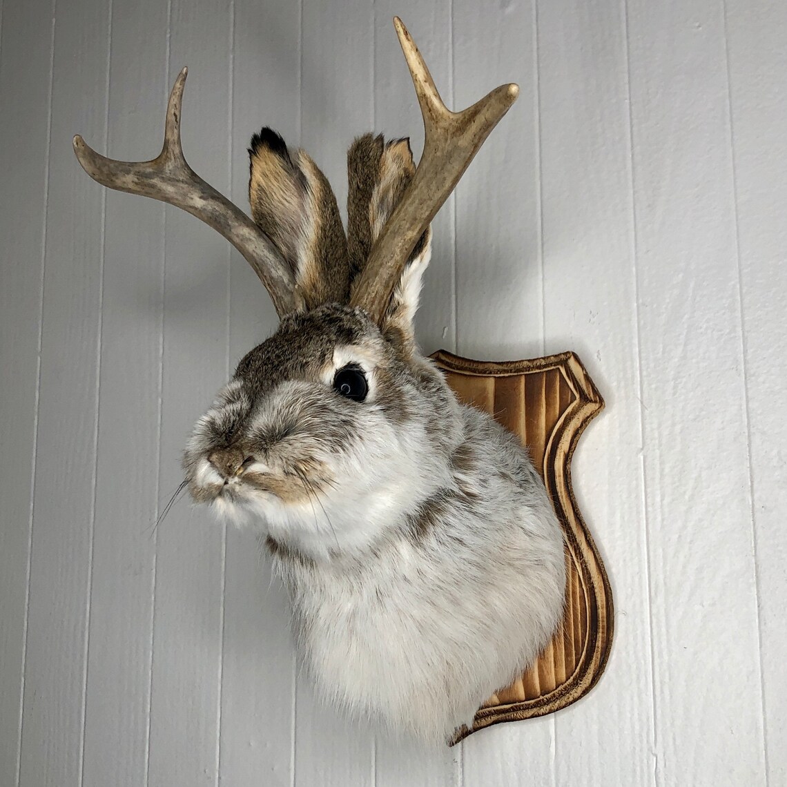 Taxidermy Jackalope on Traditional Wood Plaque | Etsy