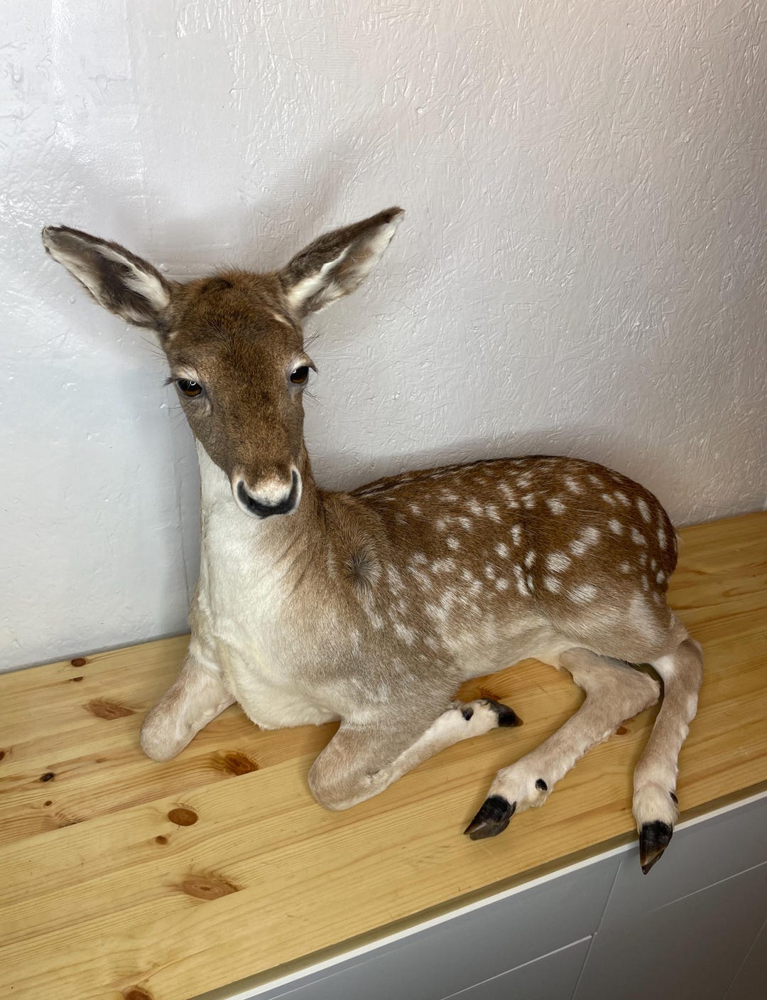 Taxidermy Deer Fallow Doe Lifesize Full Body Laying Down Mount Fawn ...