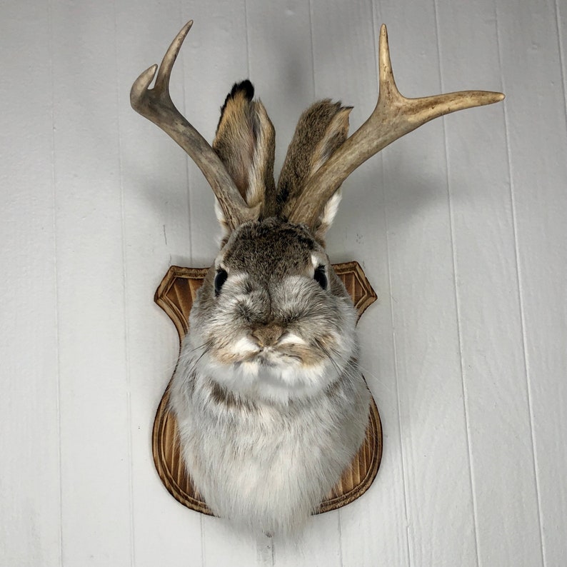 Taxidermy Jackalope on Traditional Wood Plaque - Etsy