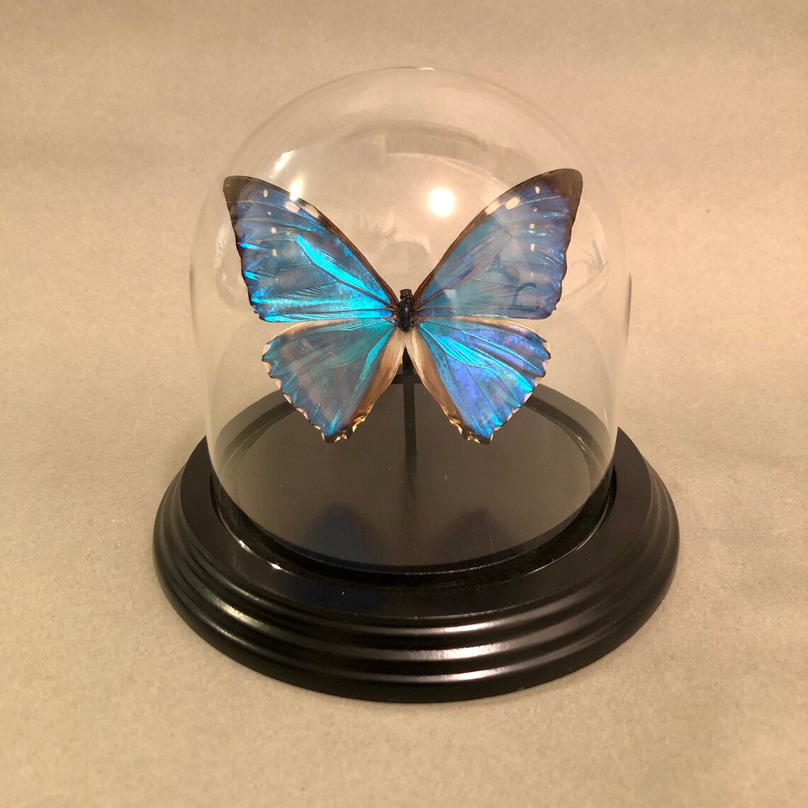 Real Blue Morpho Butterfly Taxidermy in Glass Dome - Etsy