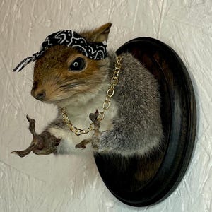 Tupac Inspired Taxidermy Squirrel Finger Guns Gold Chain Rapper Thug ...