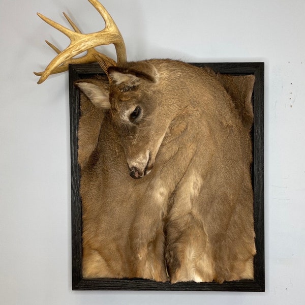 Real Mounted Deer Head - Etsy