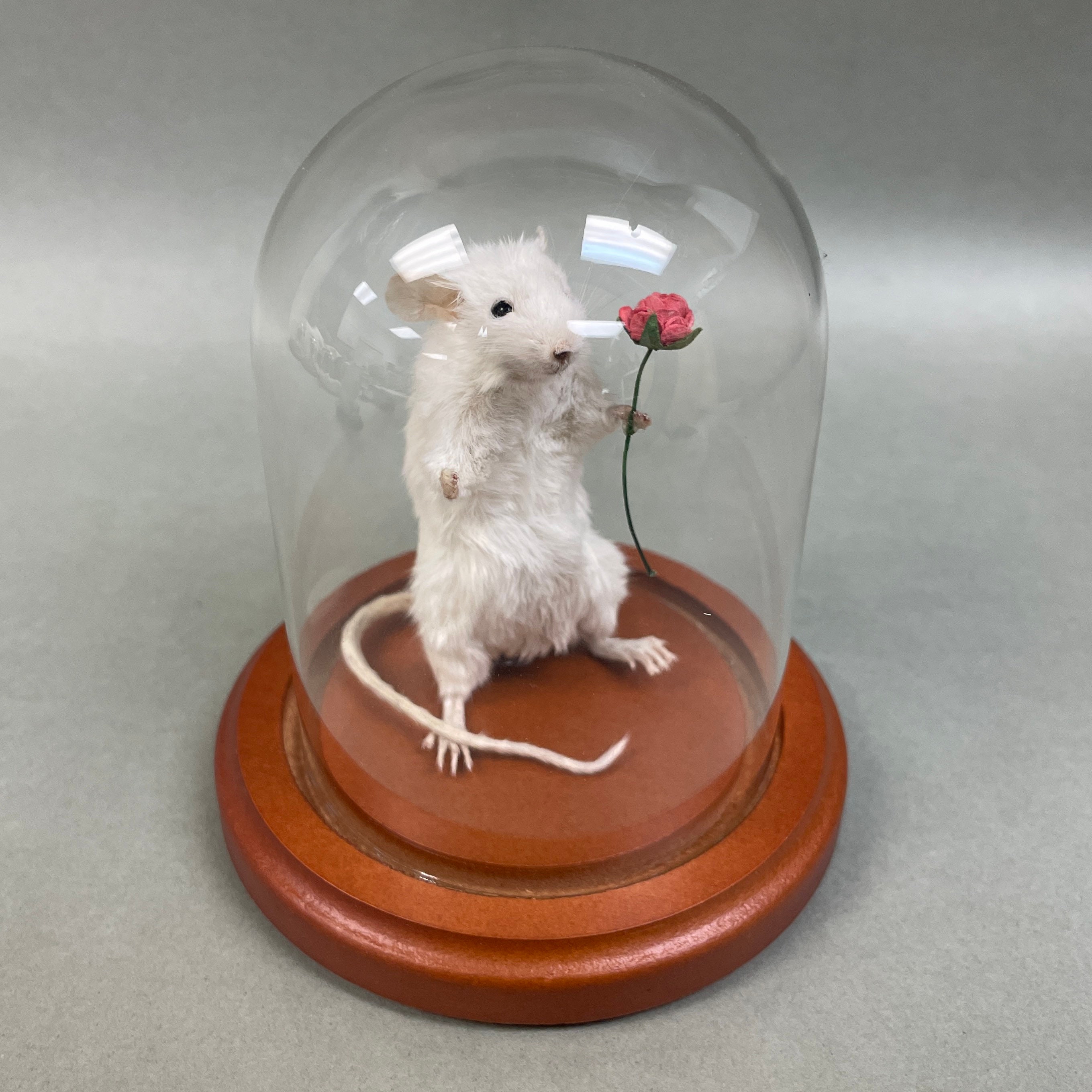 Taxidermy Mouse With Rose - Etsy