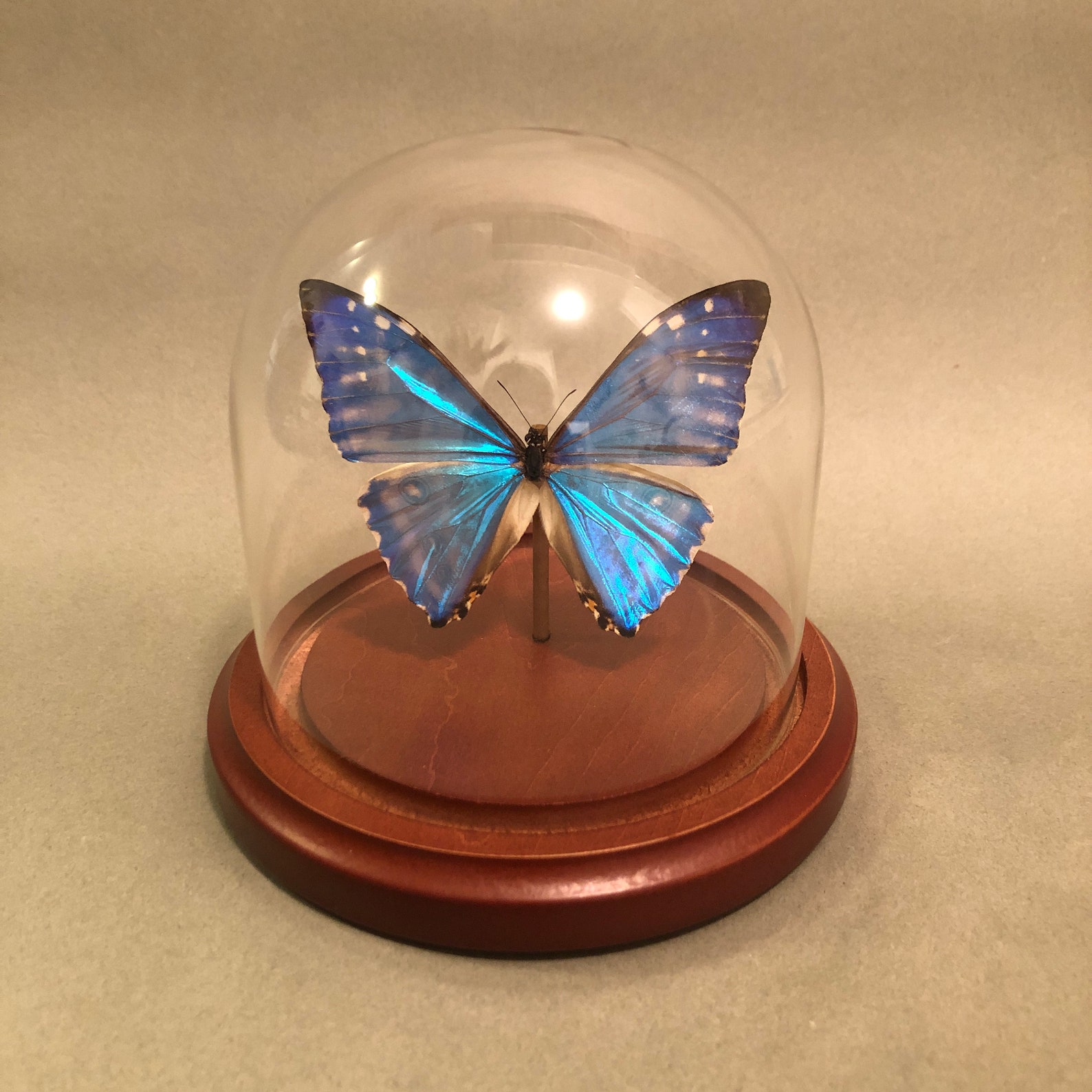 Real Blue Morpho Butterfly Taxidermy in Glass Dome | Etsy
