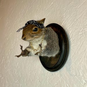 Tupac Inspired Taxidermy Squirrel Finger Guns Gold Chain Rapper Thug ...