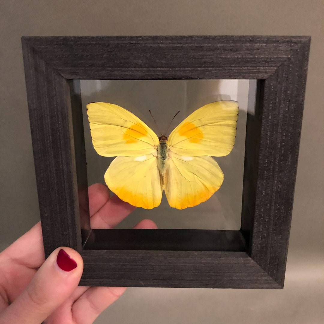 Real Yellow Butterfly in Black Wood Frame - Etsy