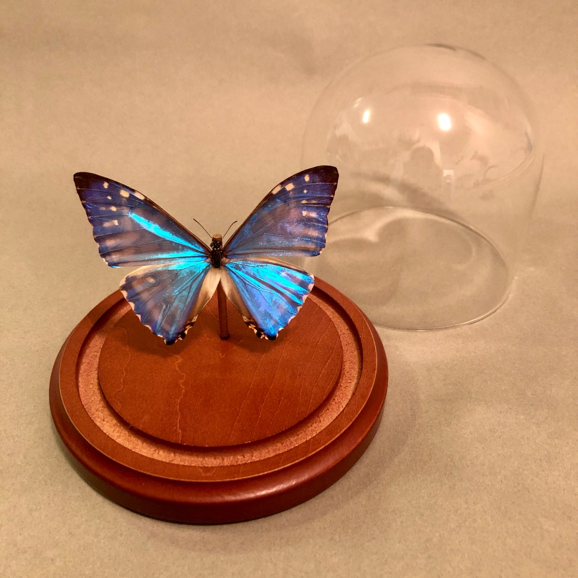 Real Blue Morpho Butterfly Taxidermy in Glass Dome - Etsy