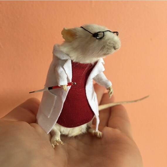 Taxidermy Lab Rat Mouse with Lab Coat Jacket Glasses etc | Etsy