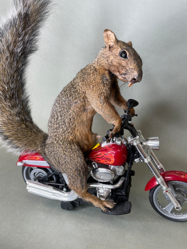 Taxidermy Squirrel Riding Motorcycle Harley Davidson - Etsy