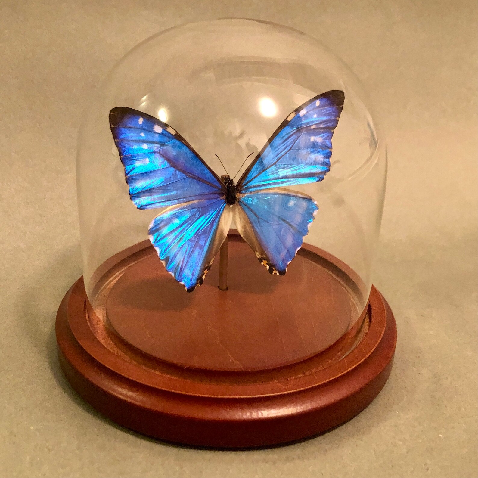 Real Blue Morpho Butterfly Taxidermy in Glass Dome - Etsy