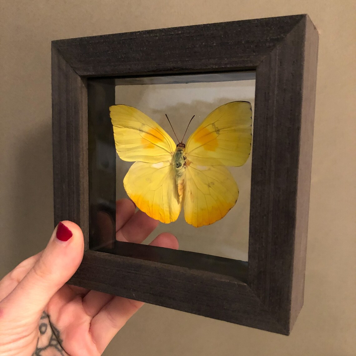 Real Yellow Butterfly in Black Wood Frame | Etsy