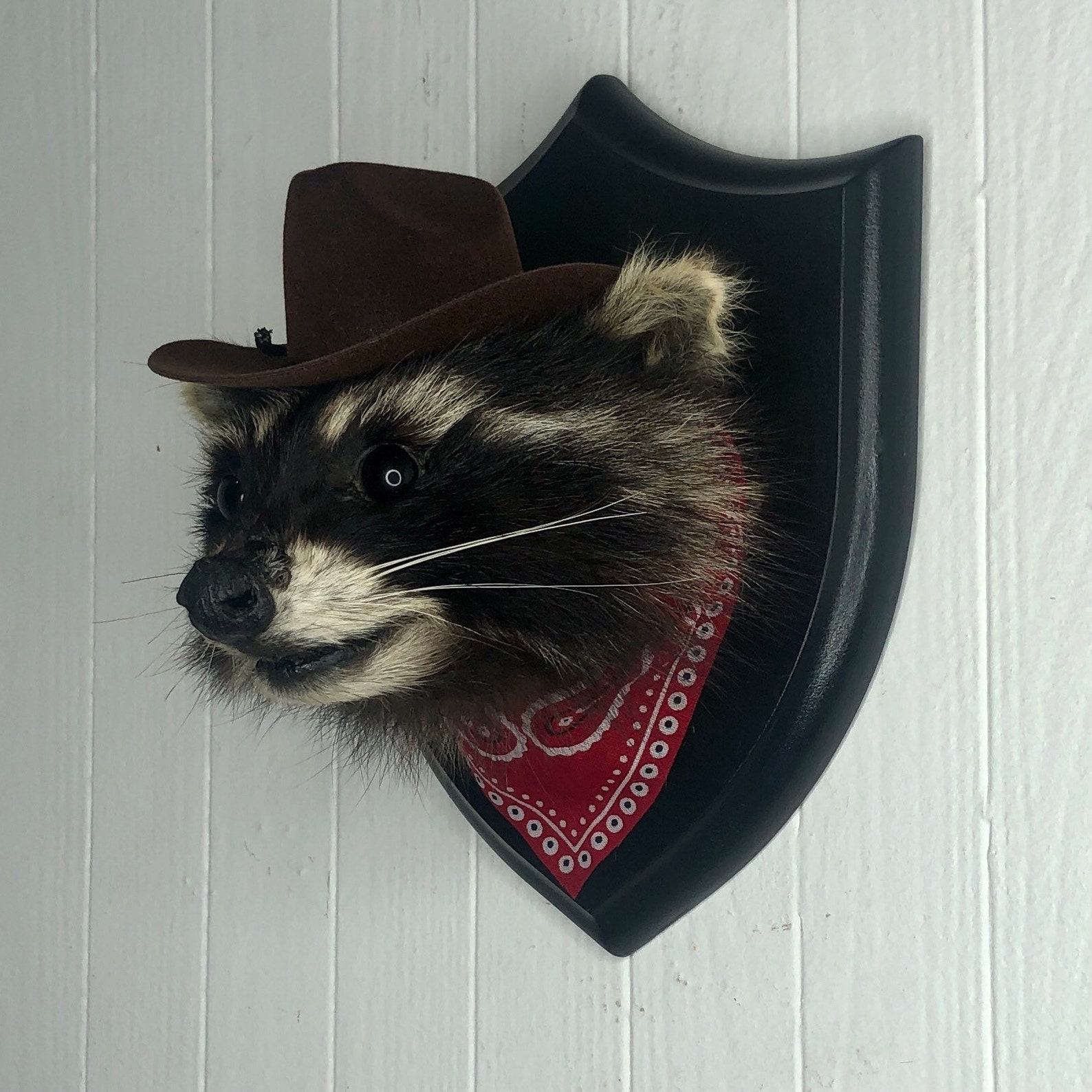 Taxidermy Cowboy Raccoon Outlaw Western Rodeo - Etsy
