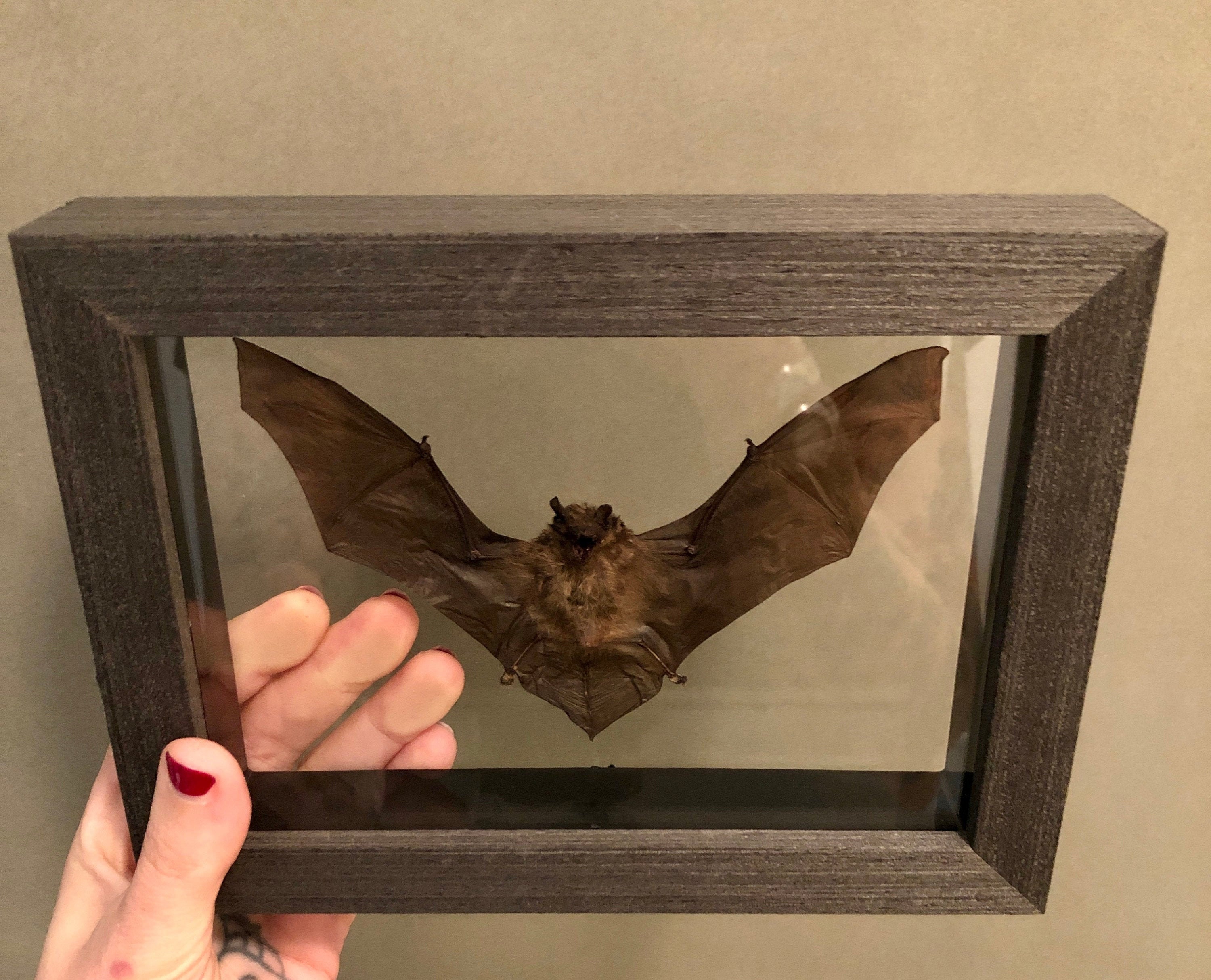 Taxidermy Bat in Black Wood Frame | Etsy
