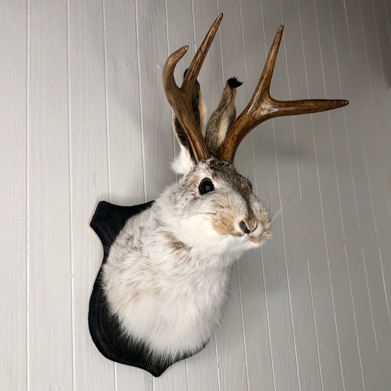 Taxidermy Jackalope on Traditional Black Wood Plaque - Etsy