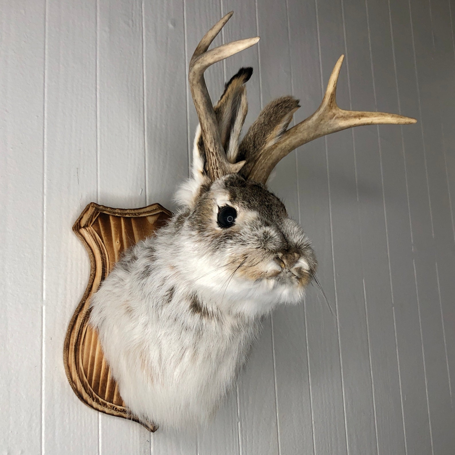 Taxidermy Jackalope on Traditional Wood Plaque | Etsy