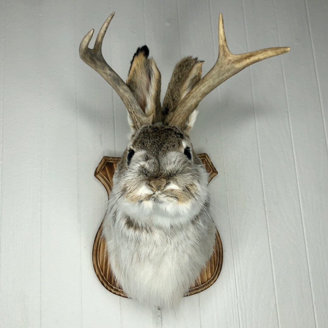 Taxidermy Jackalope on Traditional Wood Plaque - Etsy