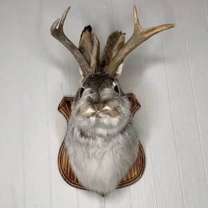 Taxidermy Jackalope on Traditional Wood Plaque - Etsy