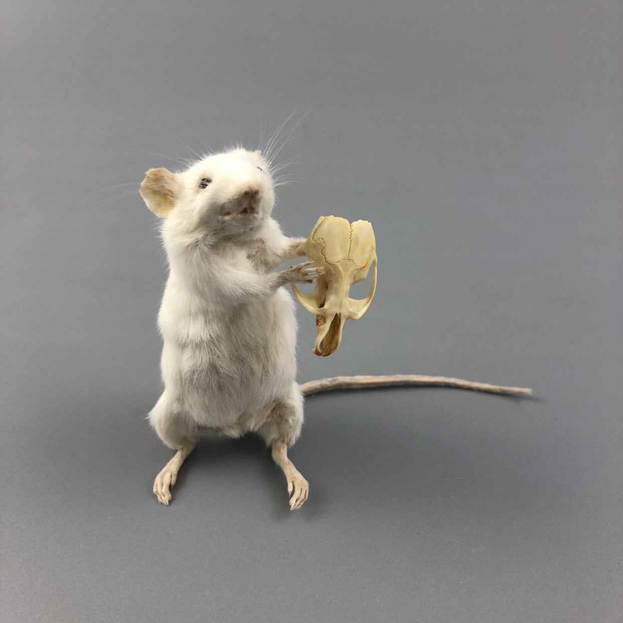 Taxidermy Mouse Holding Mouse Skull - Etsy
