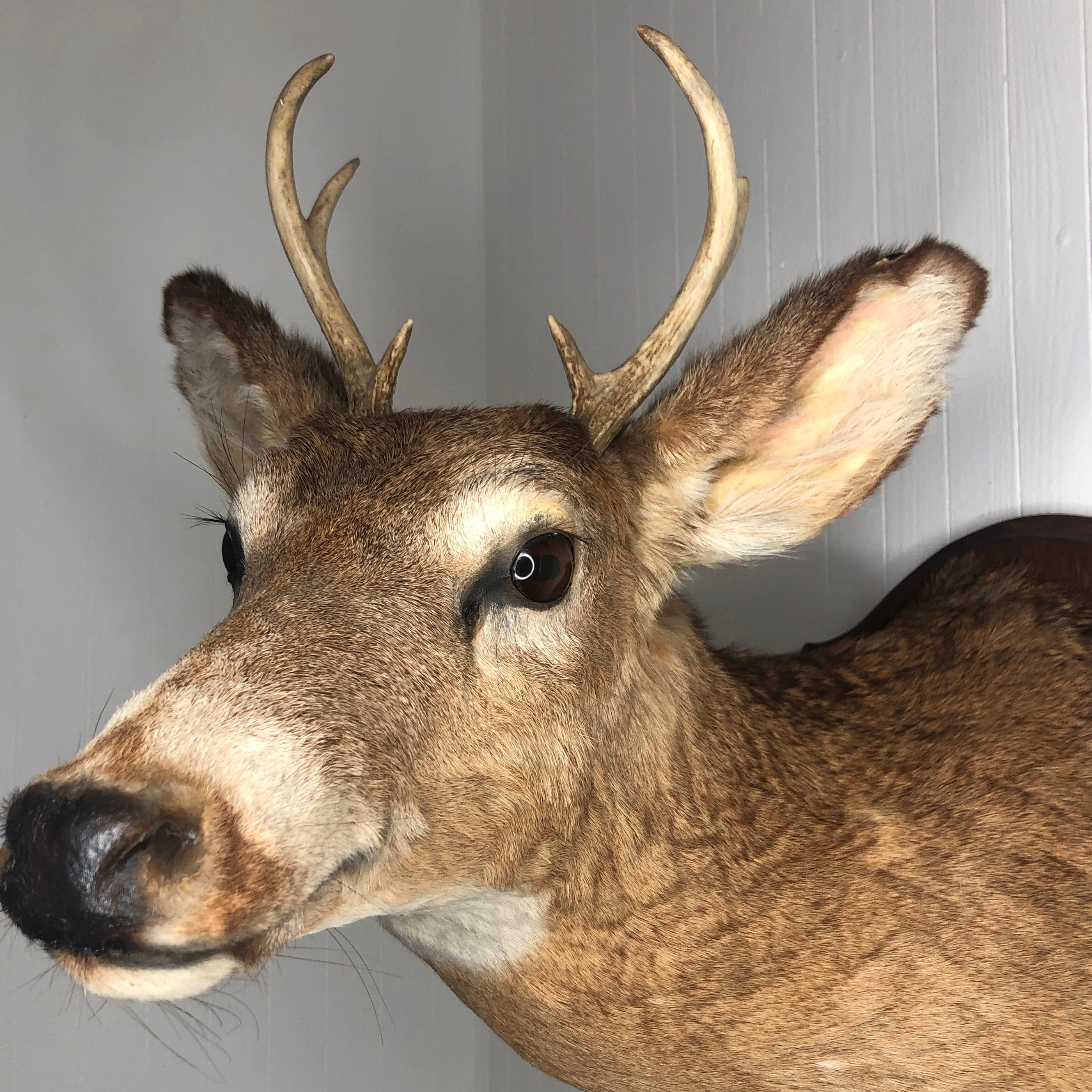 Whitetail Deer Head Mounts