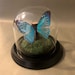 Real Blue Morpho Butterfly in Glass Dome - Etsy