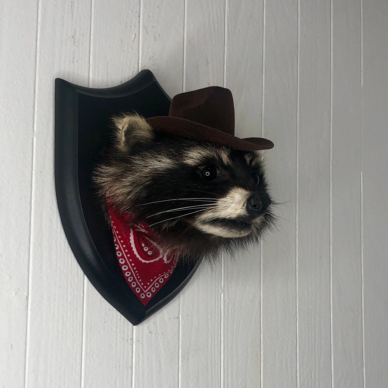 Taxidermy Cowboy Raccoon Outlaw Western Rodeo - Etsy